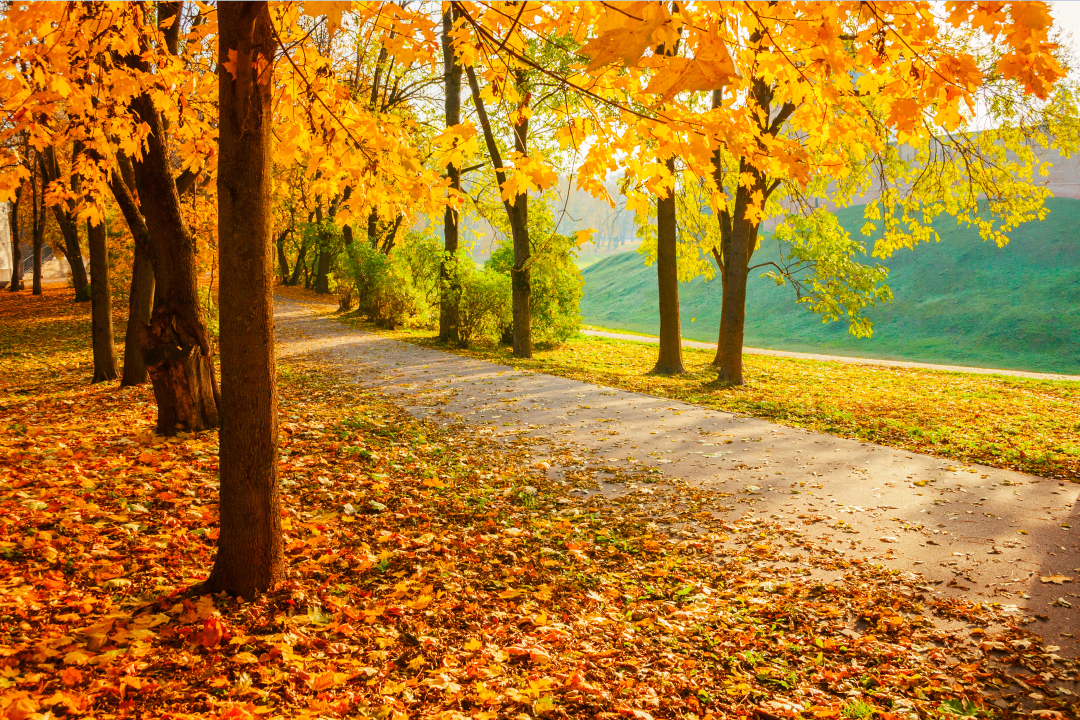 One Day Excursions : Scenic Excursions - Greater Rochester - 585.438. ...